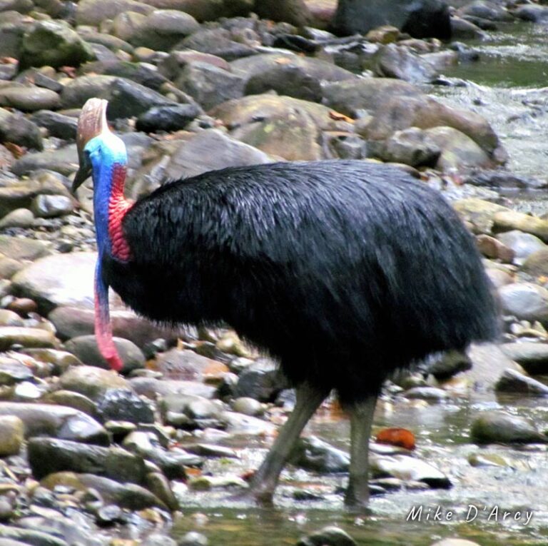Amazing Facts about the Southern Cassowary » Daintree Coast