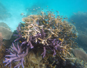 Your guide to the Daintree Rainforest » Daintree Coast