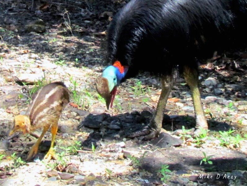 Amazing Facts about the Southern Cassowary » Daintree Coast
