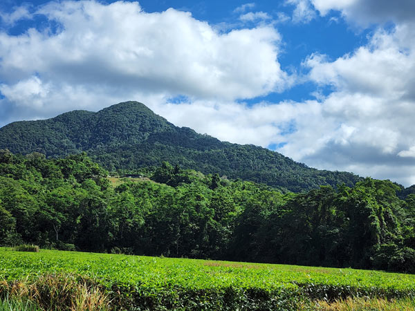 Your guide to Diwan » Daintree Coast