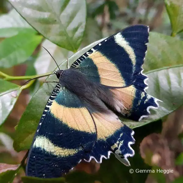 Zodiac moth facts 60 photos - Astrologytoyou.com