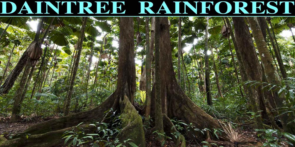 Daintree Rainforest & Cooper Creek Wilderness » Daintree Coast