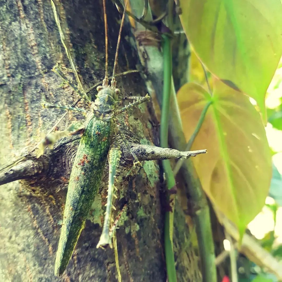 Amazing Insects of the Daintree Rainforest » Daintree Coast