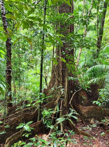 Daintree Rainforest Visitor Information Guides