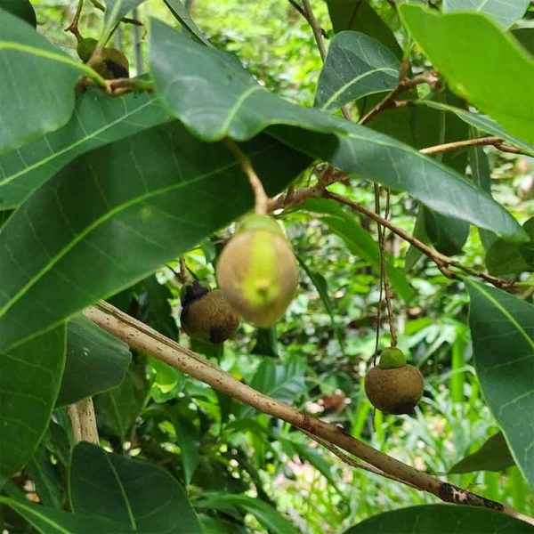 Dangerous plants of the Daintree » Daintree Coast