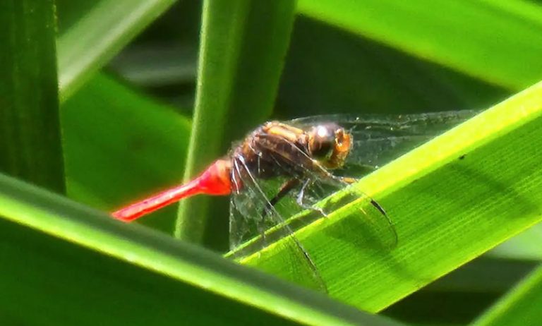 Amazing Insects of the Daintree Rainforest » Daintree Coast