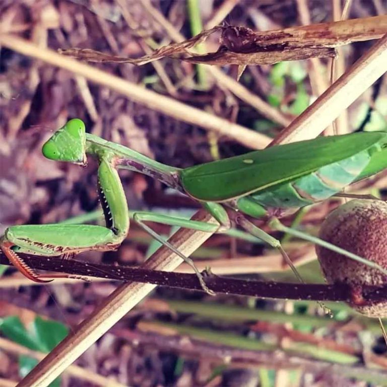 Amazing Insects of the Daintree Rainforest » Daintree Coast
