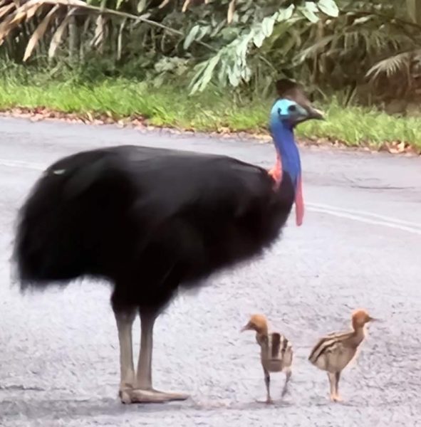 Daintree’s Dinosaur – The Cassowary » Daintree Coast