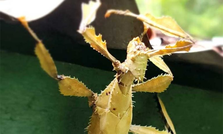 Amazing Insects of the Daintree Rainforest » Daintree Coast