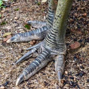 Daintree’s Dinosaur – The Cassowary » Daintree Coast
