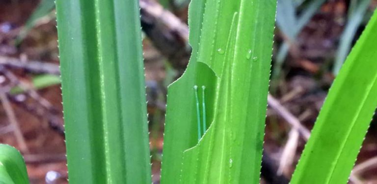 Phantastic Phenomenal Phantom Phasmid of the Daintree Rainforest – aka ...