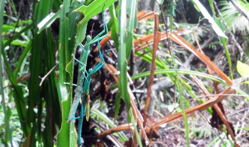 Phantastic Phenomenal Phantom Phasmid of the Daintree Rainforest – aka ...