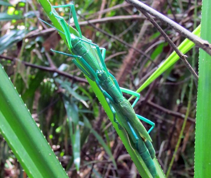 Phantastic Phenomenal Phantom Phasmid of the Daintree Rainforest – aka ...